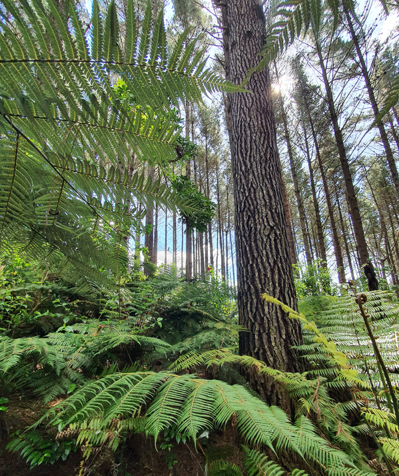 Arboreal Energy Home - Arboreal Energy